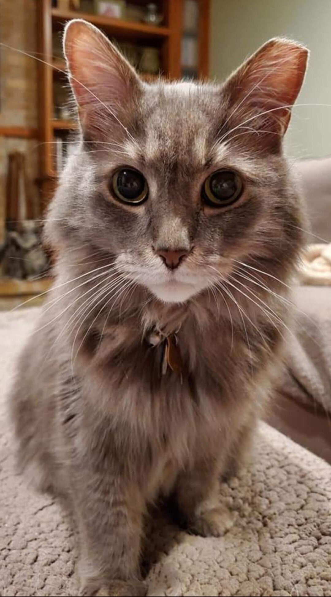 Pet Contest Winners - Annalee Dolls